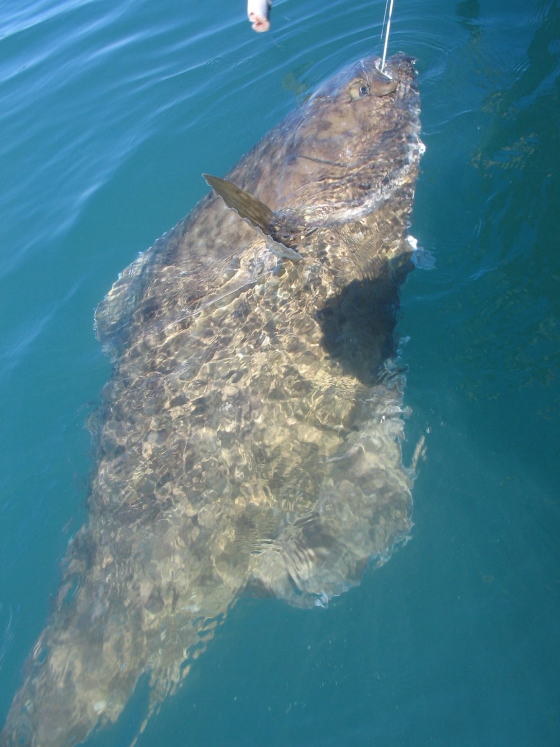 2025 Halibut Regulations | J&J Smart Charters